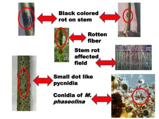 Jute & cotton diseases by zahid | PPT
