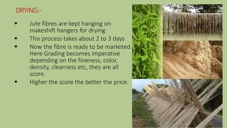 jute cultivation.pptx