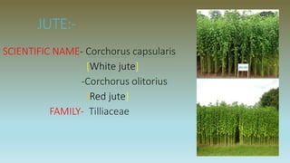 jute cultivation.pptx