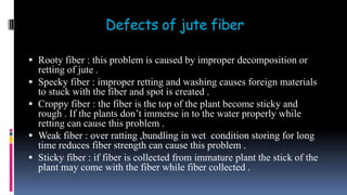 Jute fiber | PPTX
