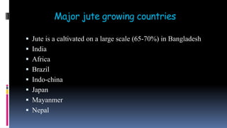 Jute fiber | PPTX