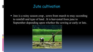 Jute fiber | PPTX