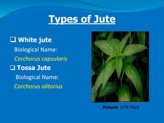 Jute fiber by sohan | PPT