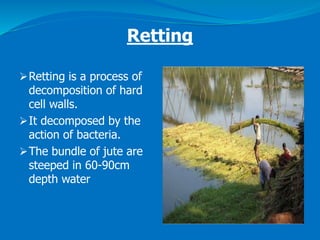 Jute fiber by sohan | PPT