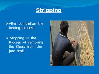 Jute fiber by sohan | PPT