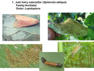 Jute insect, the insect which attack jute plant.pptx