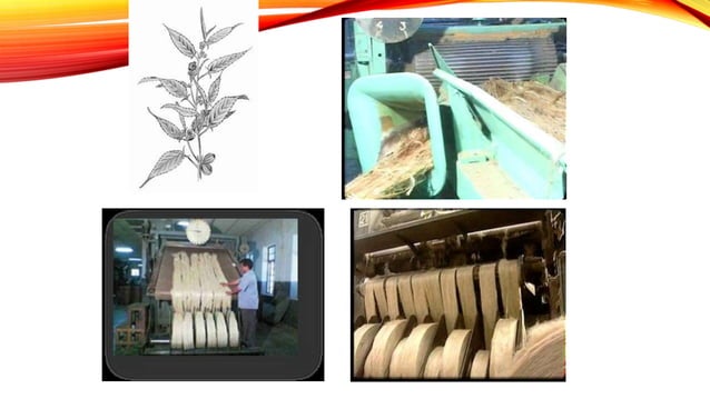 Jute manufacturing | PPTX