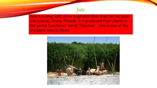 Jute manufacturing | PPTX