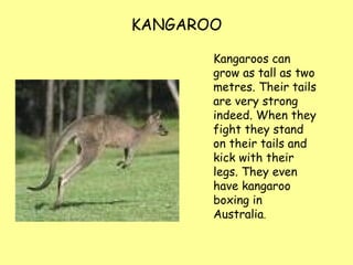 Animals by Juuli & Anni | PPT