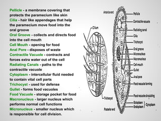 Paramecium | PPTX
