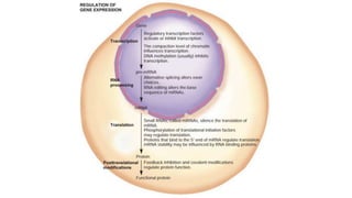 Regulasi_Ekspresi_Gen_Pada_Eukariot-.ppt