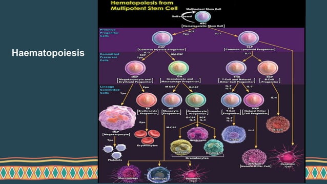Juvenile Myelomonocytic Leukemia (JMML) | PPTX | Blood Disorders ...