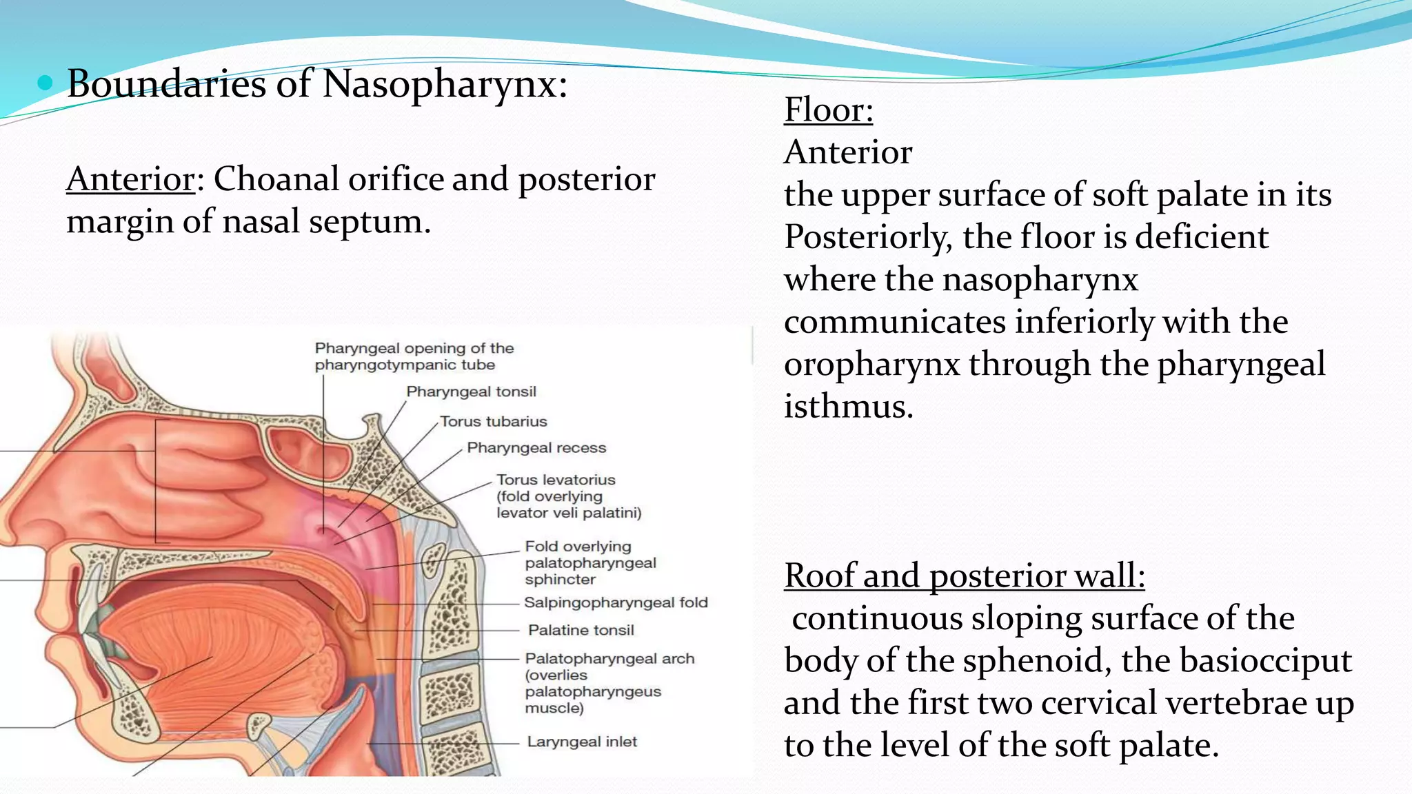 Juvenile nasopharyngeal angiofibroma | PPTX