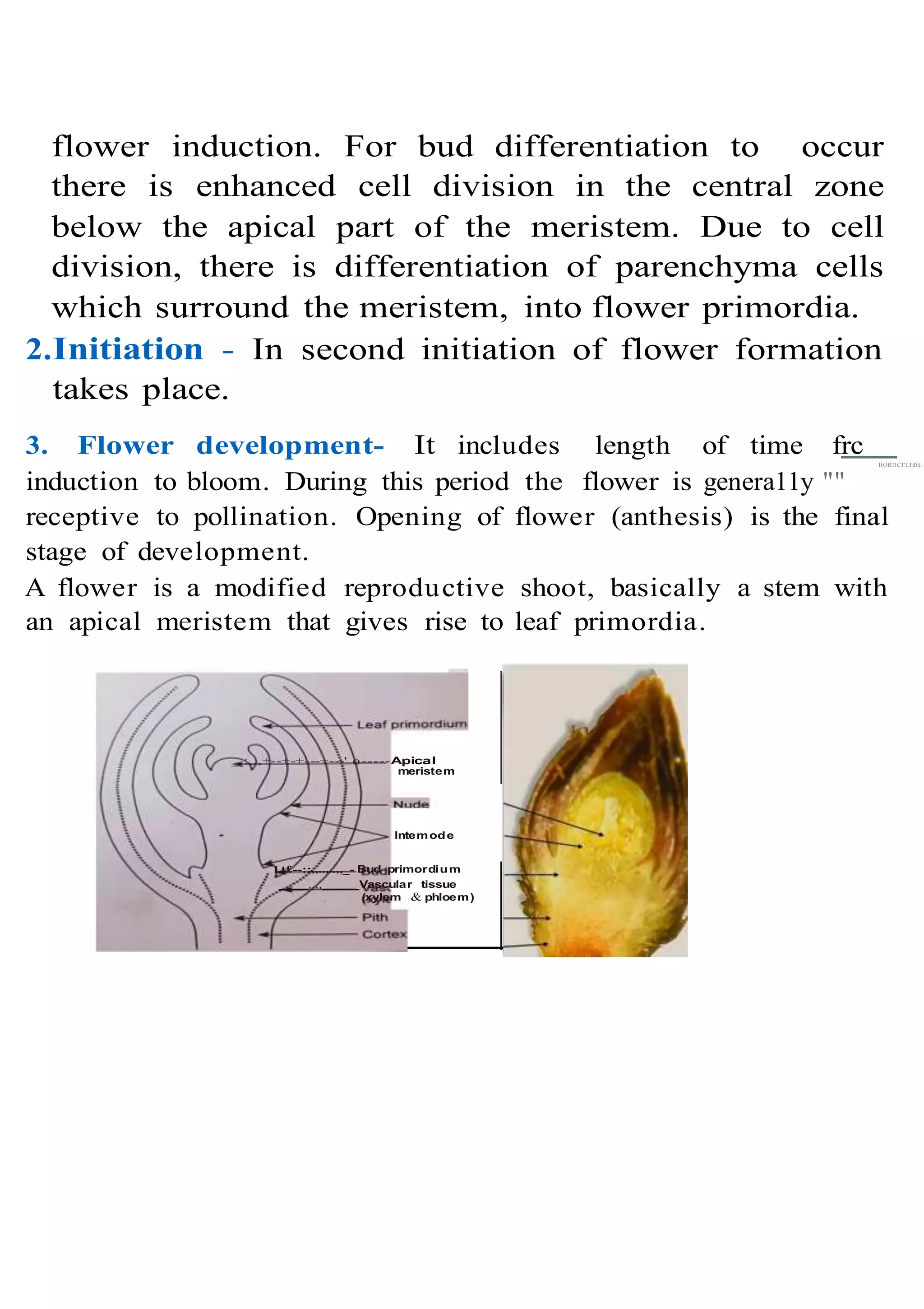 juvenilityandflowerbuddifferentiation-220318165341.docx