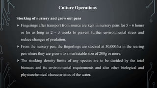 Pen_Culture.pptx