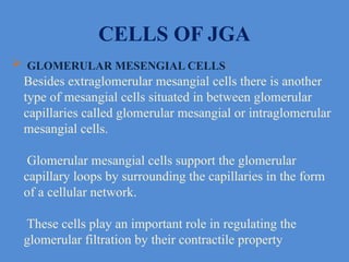 JUXTA-GLOMERULAR APARRATUS ycfyhdrgg .pptx