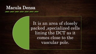 Juxta glomerular apparatus | PPTX