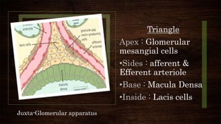 Juxta glomerular apparatus | PPTX