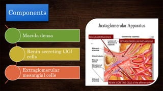 Juxta glomerular apparatus | PPTX