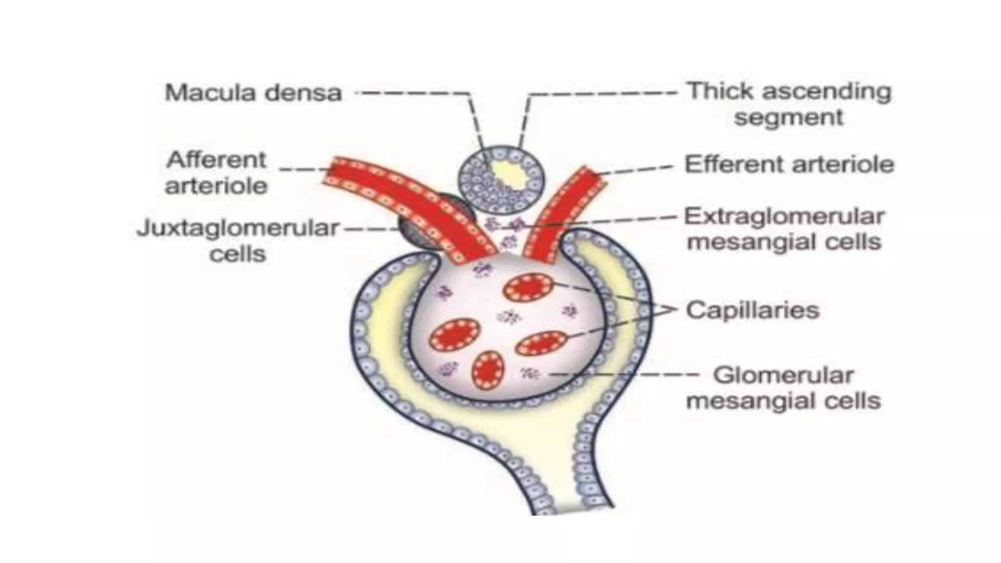 Juxtaglomerular apparatus (The Guyton and Hall physiology) | PPTX