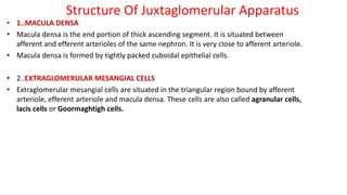 Juxtaglomerular apparatus (The Guyton and Hall physiology) | PPTX