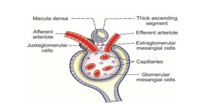 Juxtaglomerular apparatus (The Guyton and Hall physiology) | PPTX ...