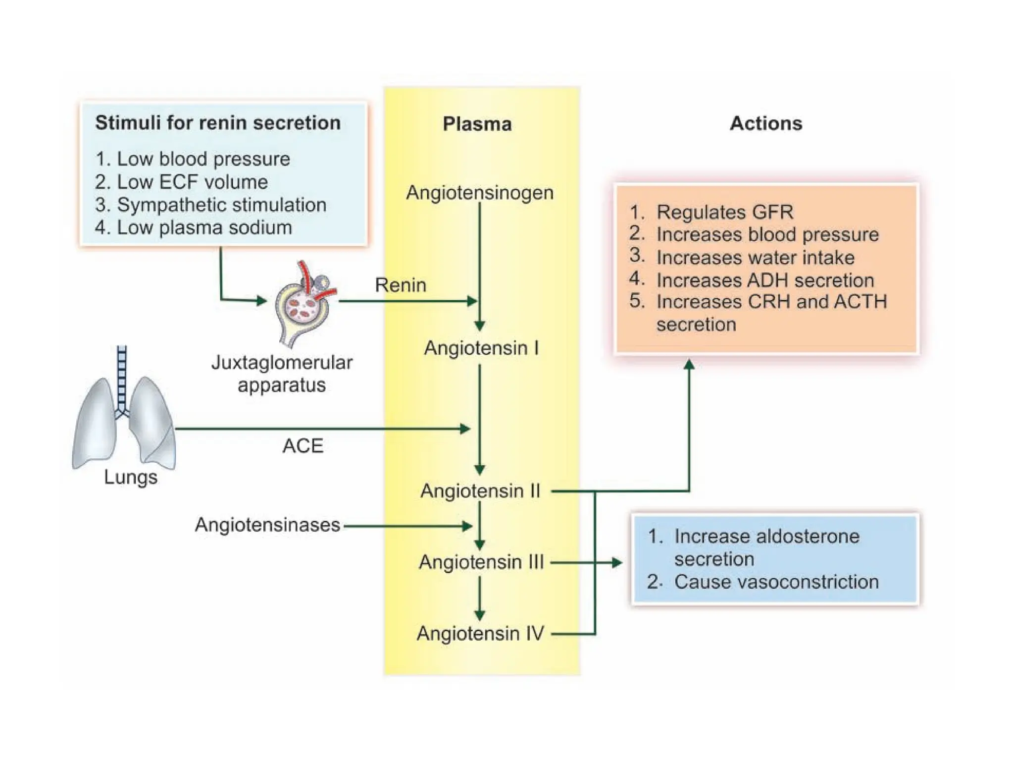 JUXTAGLOMERULAR APPARATUS physiology.pptx