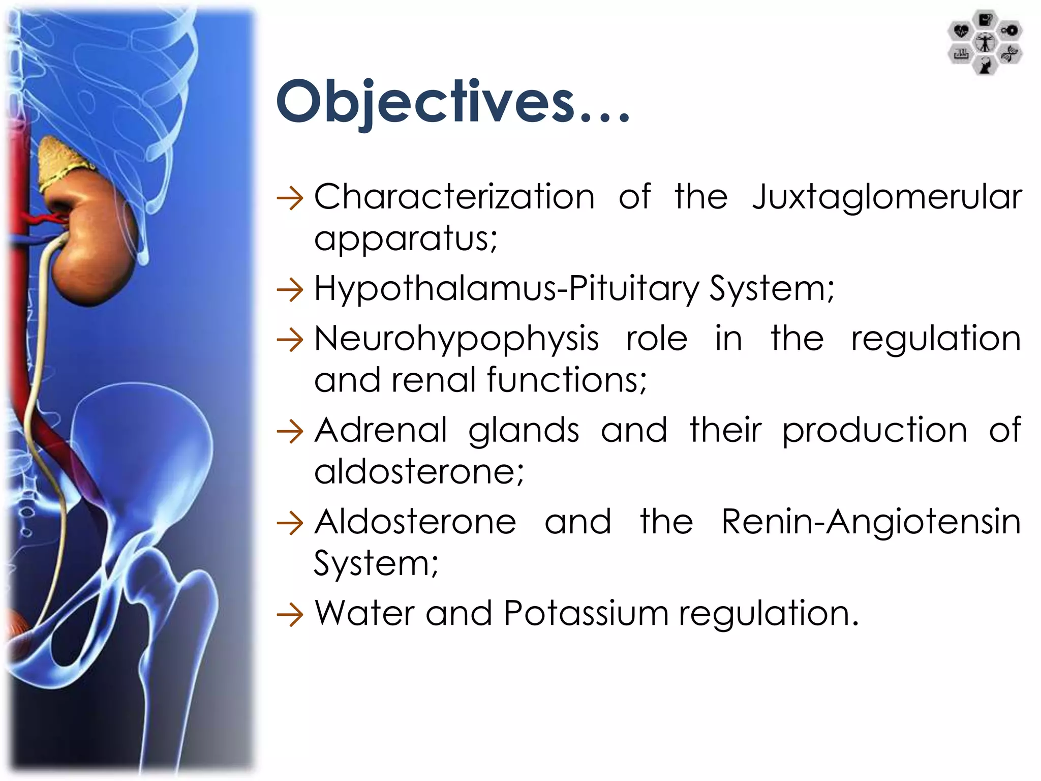 Juxtaglomerular Apparatus | PPTX