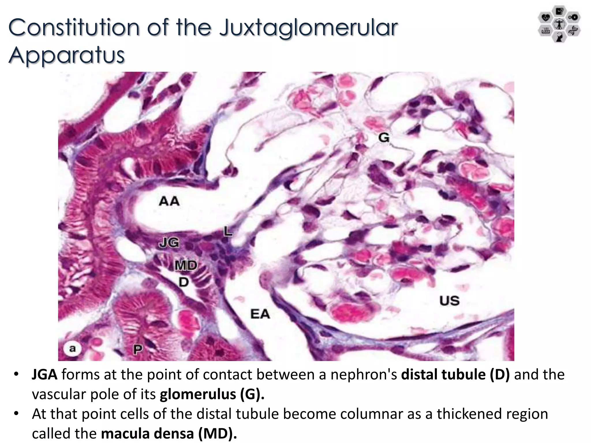 Juxtaglomerular Apparatus | PPTX