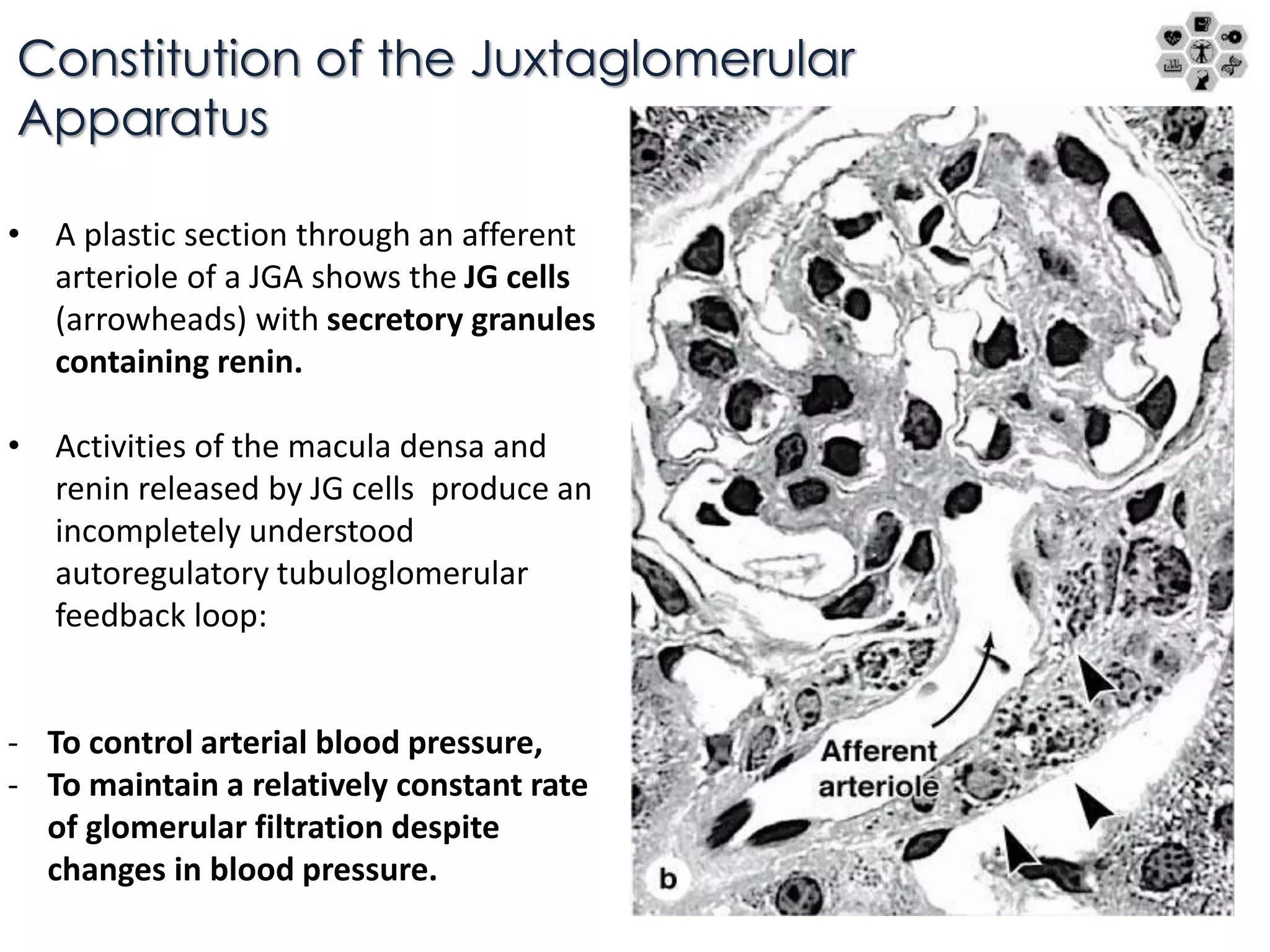 Juxtaglomerular Apparatus | PPTX
