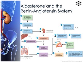 Juxtaglomerular Apparatus | PPTX