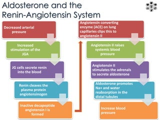 Juxtaglomerular Apparatus | PPTX