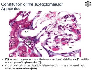 Juxtaglomerular Apparatus | PPTX