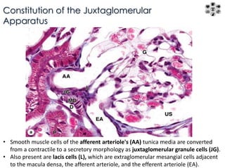 Juxtaglomerular Apparatus | PPTX