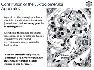 Juxtaglomerular Apparatus | PPTX