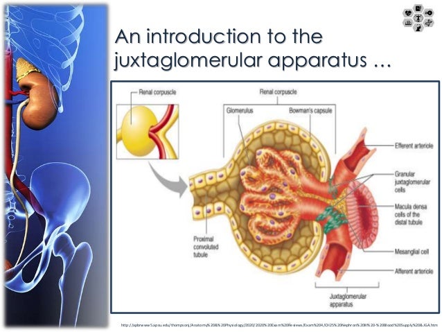 Juxtaglomerular Apparatus