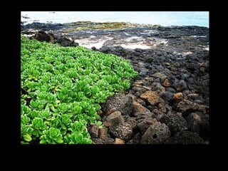 juxtaposition_in_poetry.ppt