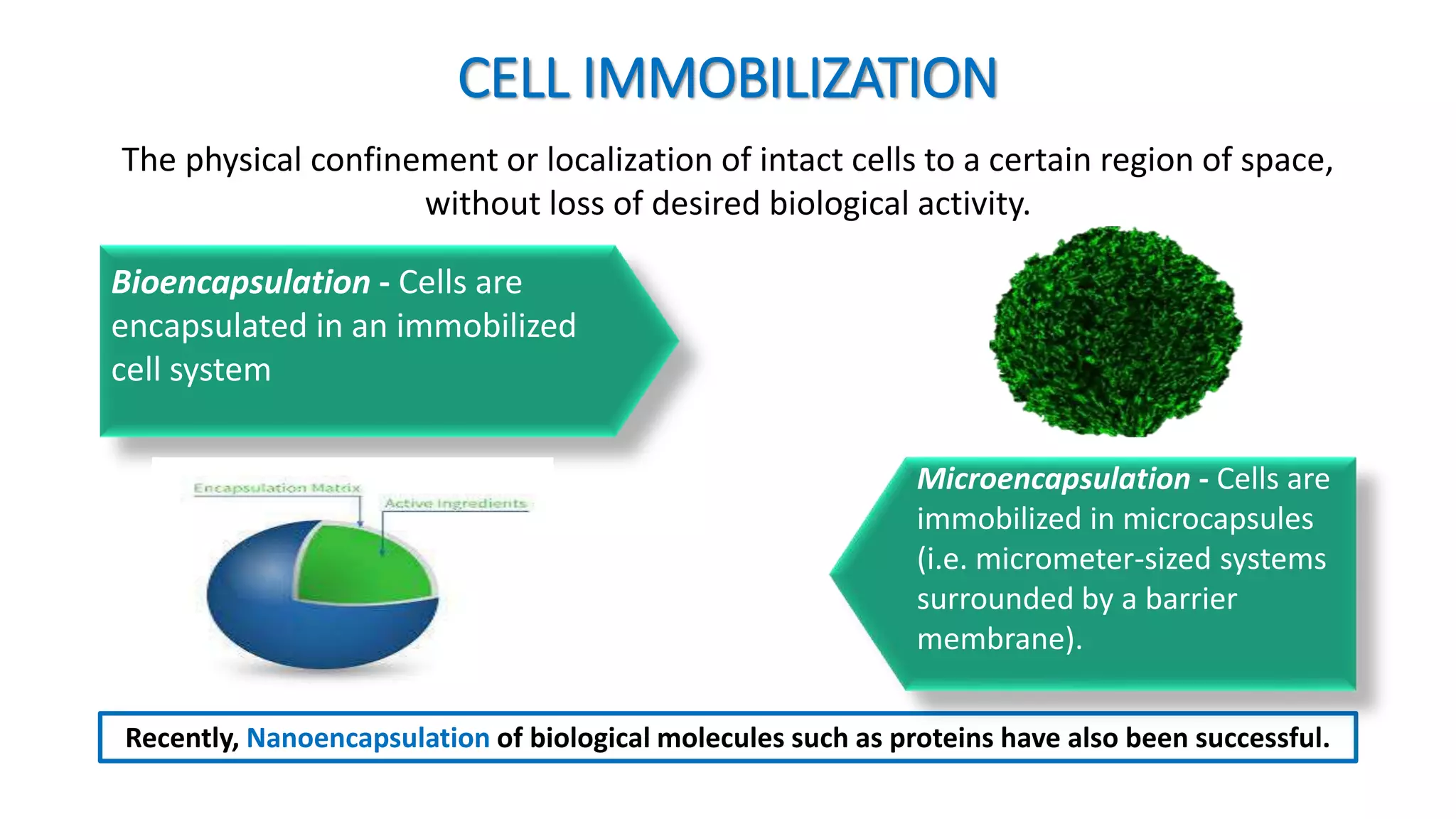 Plant Cell Immobilization.pptx