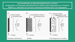 Plant Cell Immobilization.pptx | Biotech and Biomedical Industry ...