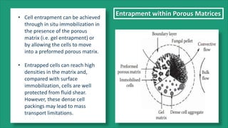 Plant Cell Immobilization.pptx | Biotech and Biomedical Industry ...