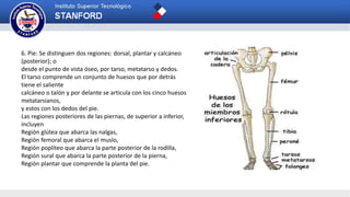 INTRODUCCION A LA MORFOFISIOLOGIA HUMANA Y GENERALIDADES | PPTX