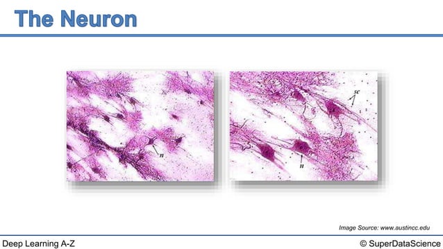 Deep Learning A-Z™: Artificial Neural Networks (ANN) - The Neuron | PPTX