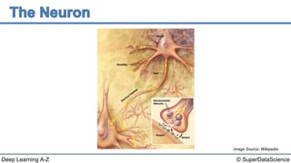 Deep Learning A-Z™: Artificial Neural Networks (ANN) - The Neuron | PPTX