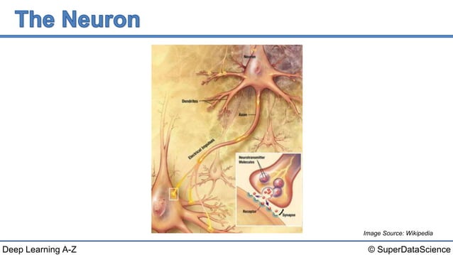 Deep Learning A-Z™: Artificial Neural Networks (ANN) - The Neuron | PPTX