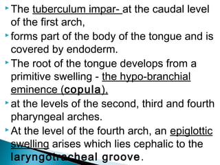 Development of the Face, Tongue, Palate, Thyroid gland | PPT