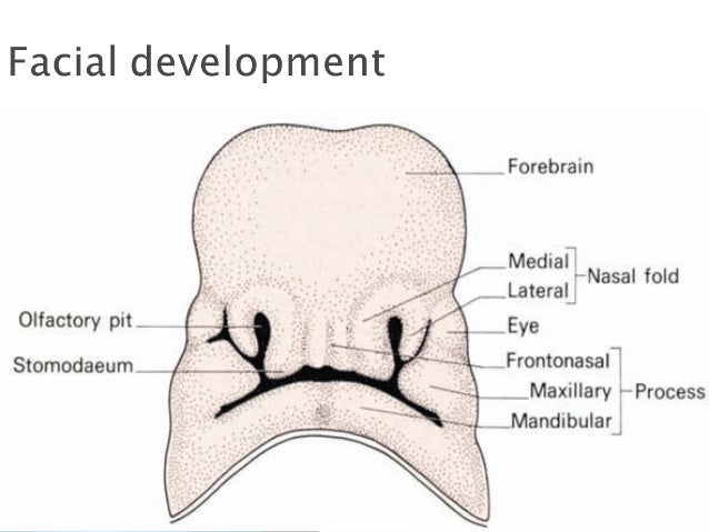 Development of the Face, Tongue, Palate, Thyroid gland