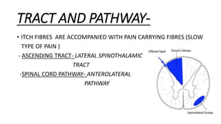 ITCH_SDL.pptx | Skin and Dermatology | Diseases and Conditions