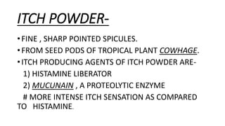ITCH_SDL.pptx | Skin and Dermatology | Diseases and Conditions