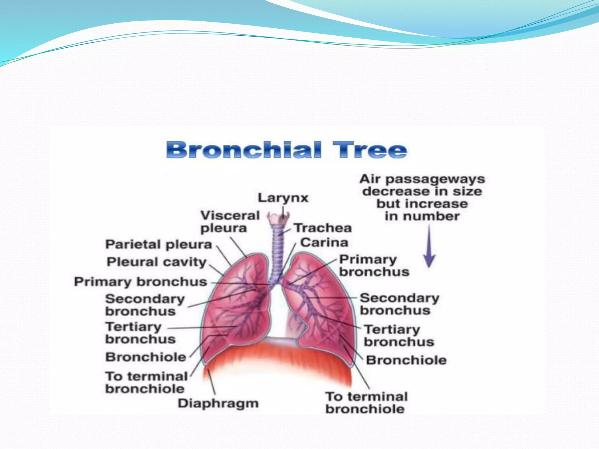 Atelectasis ppt Nikhil | PPTX