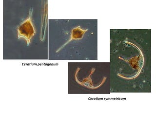 CULTIVO DE ALGAS EN BOTANICA ACUATICA- PESQUERIA | PPT | Free Download